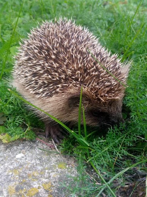 le Hérisson rentre en hibernation - Noeux Environnement